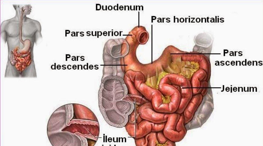 İnce ve Kalın Bağırsak Anatomisi - Tıp Akademi