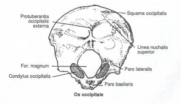 Kafa Kemikleri Anatomisi (Ossa Cranii) - Tıp Akademi