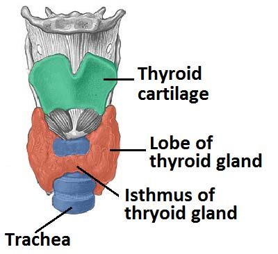 Tiroid Bezi Nedir? Görevleri ve Hormonları - Tıp Akademi